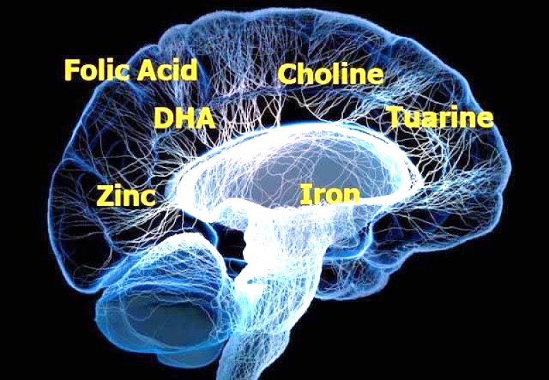 THE ROLE OF MINERALS IN THE HUMAN BODY - OPC PHARMA